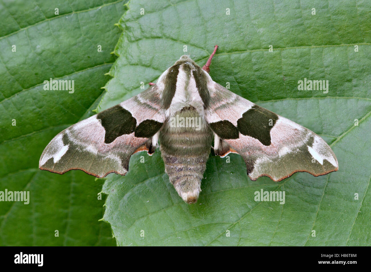 Lime Hawk Moth (Mimas tiliae), Netherlands Stock Photo - Alamy