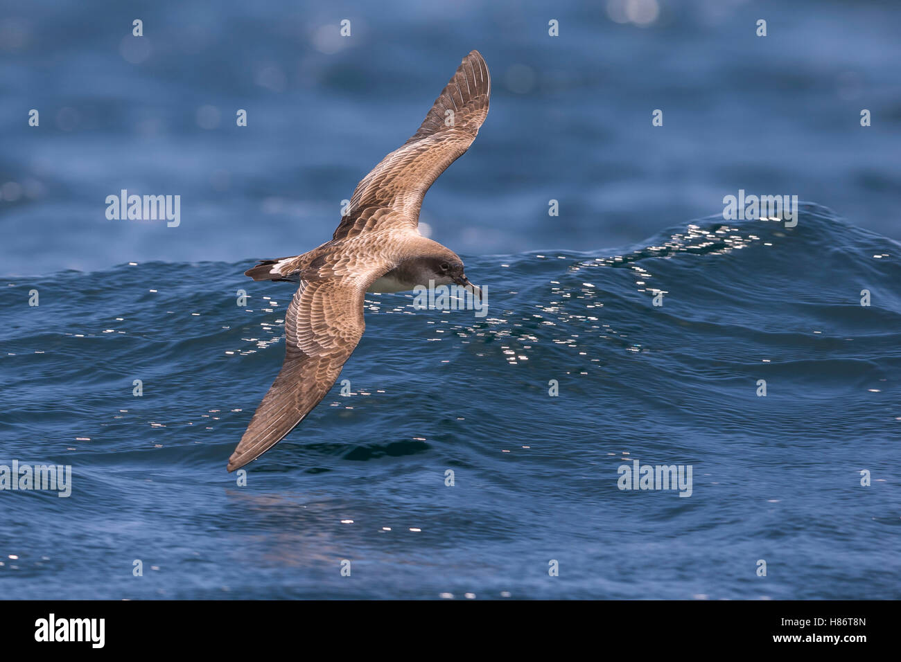 Cape Verde Shearwater (Calonectris edwardsii) flying, Cape Verde ...
