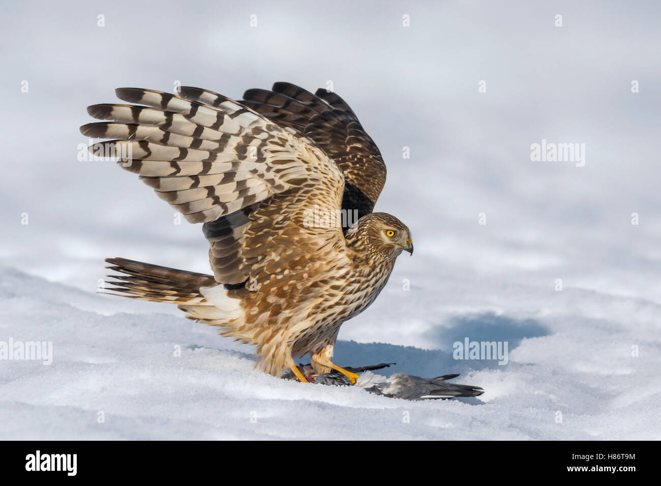 Northern Harrier (Circus cyaneus) with pigeon prey, Italy Stock Photo ...