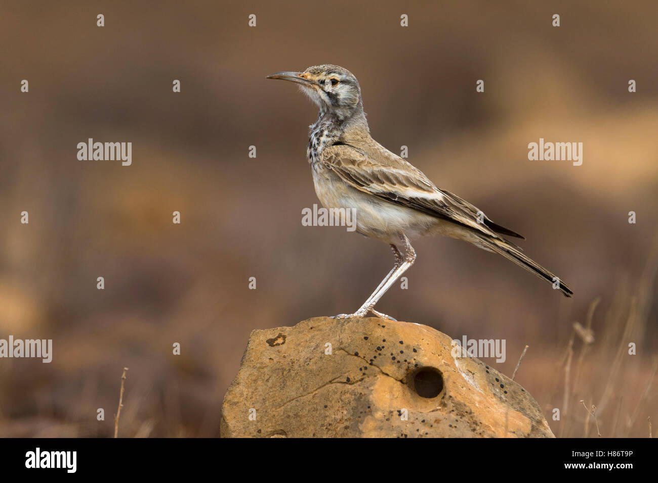 Greater Hoopoe-Lark (Alaemon alaudipes), Cape Verde Archipelago ...