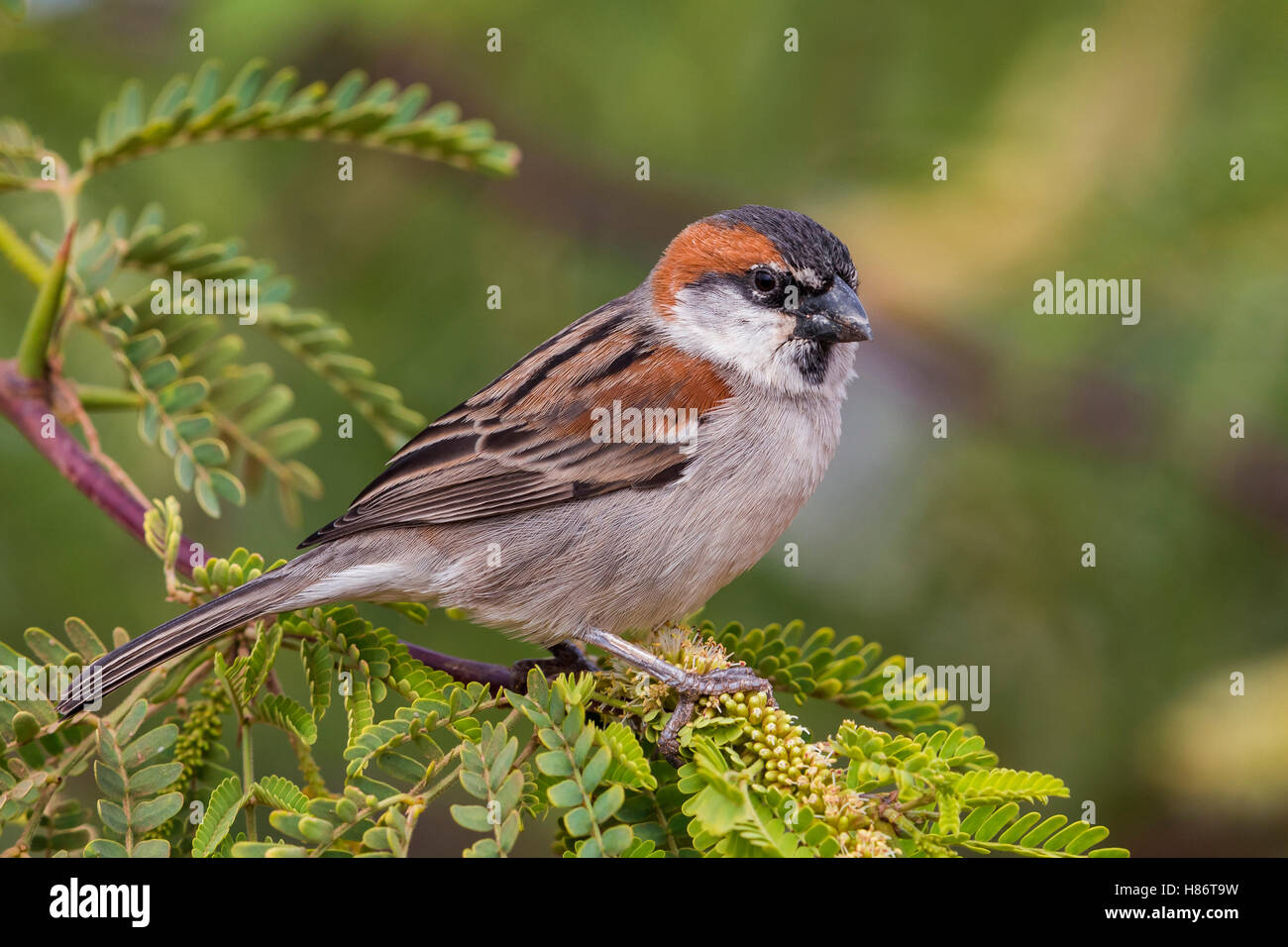 Iago Sparrow (Passer iagoensis), Cape Verde Archipelago, Portugal Stock ...