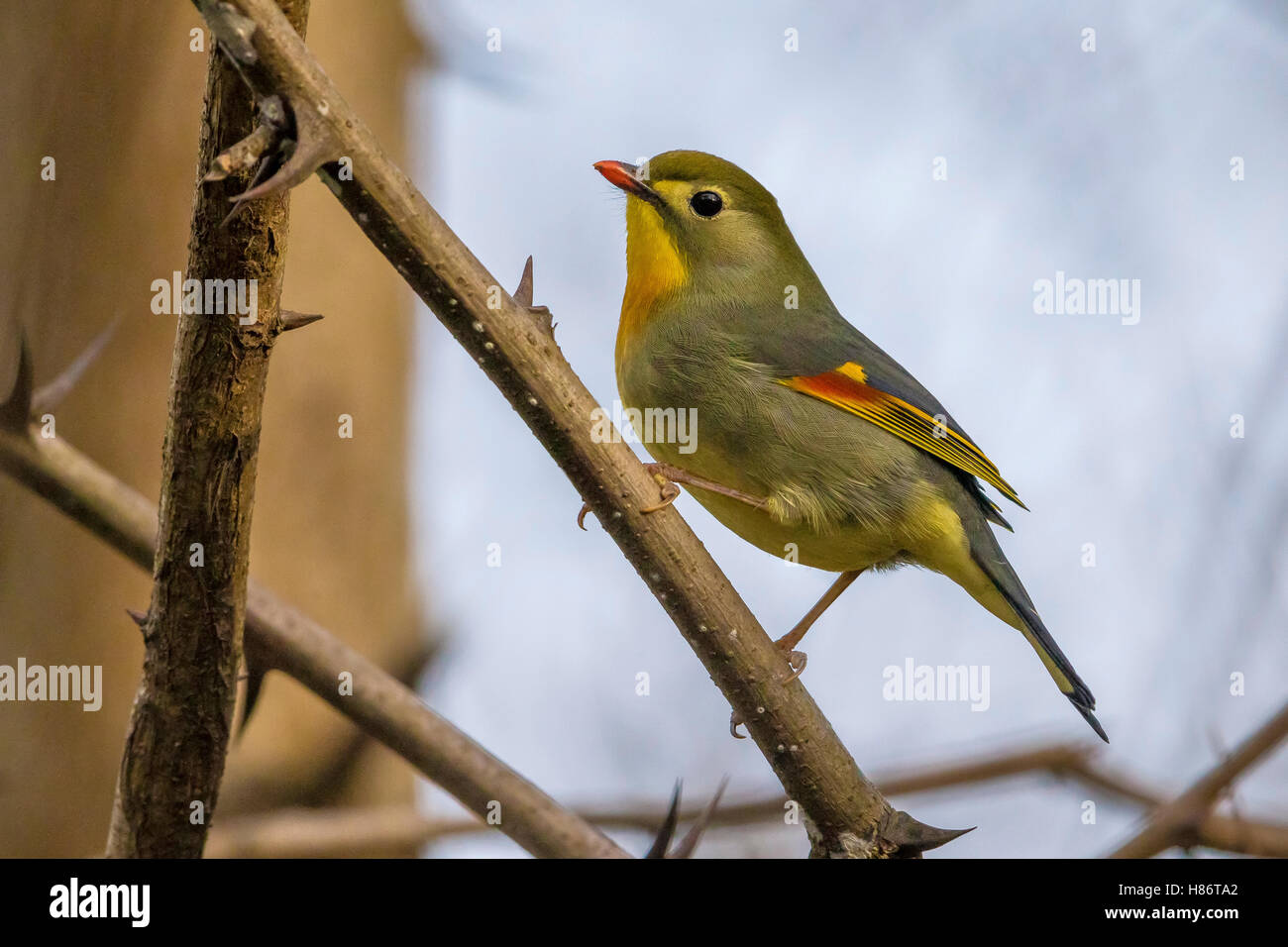 Red-billed Leiothrix (Leiothrix lutea), Italy Stock Photo - Alamy