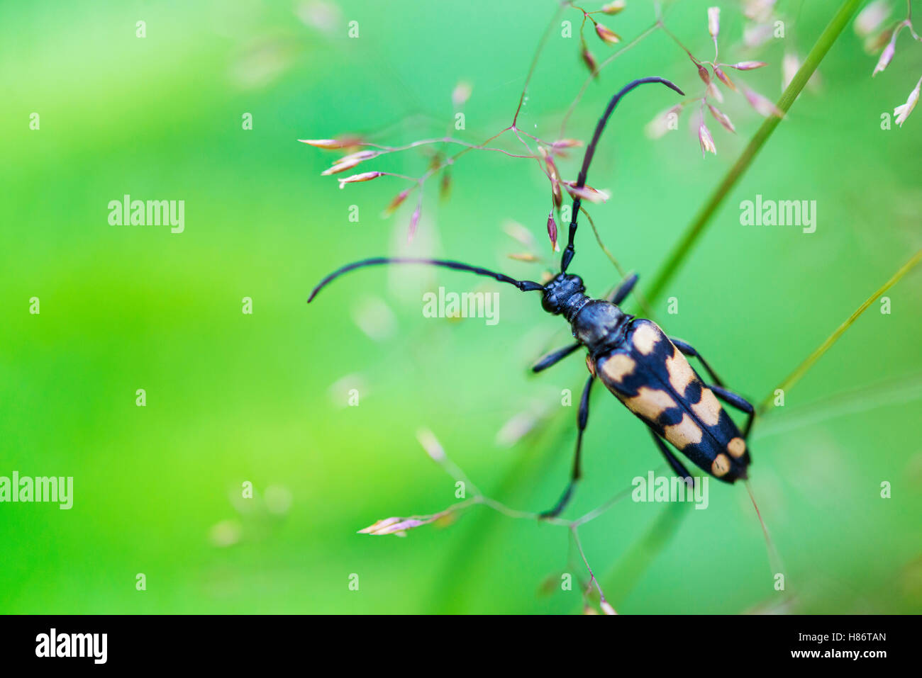 Longhorn Beetle (Rutpela maculata), Netherlands Stock Photo - Alamy
