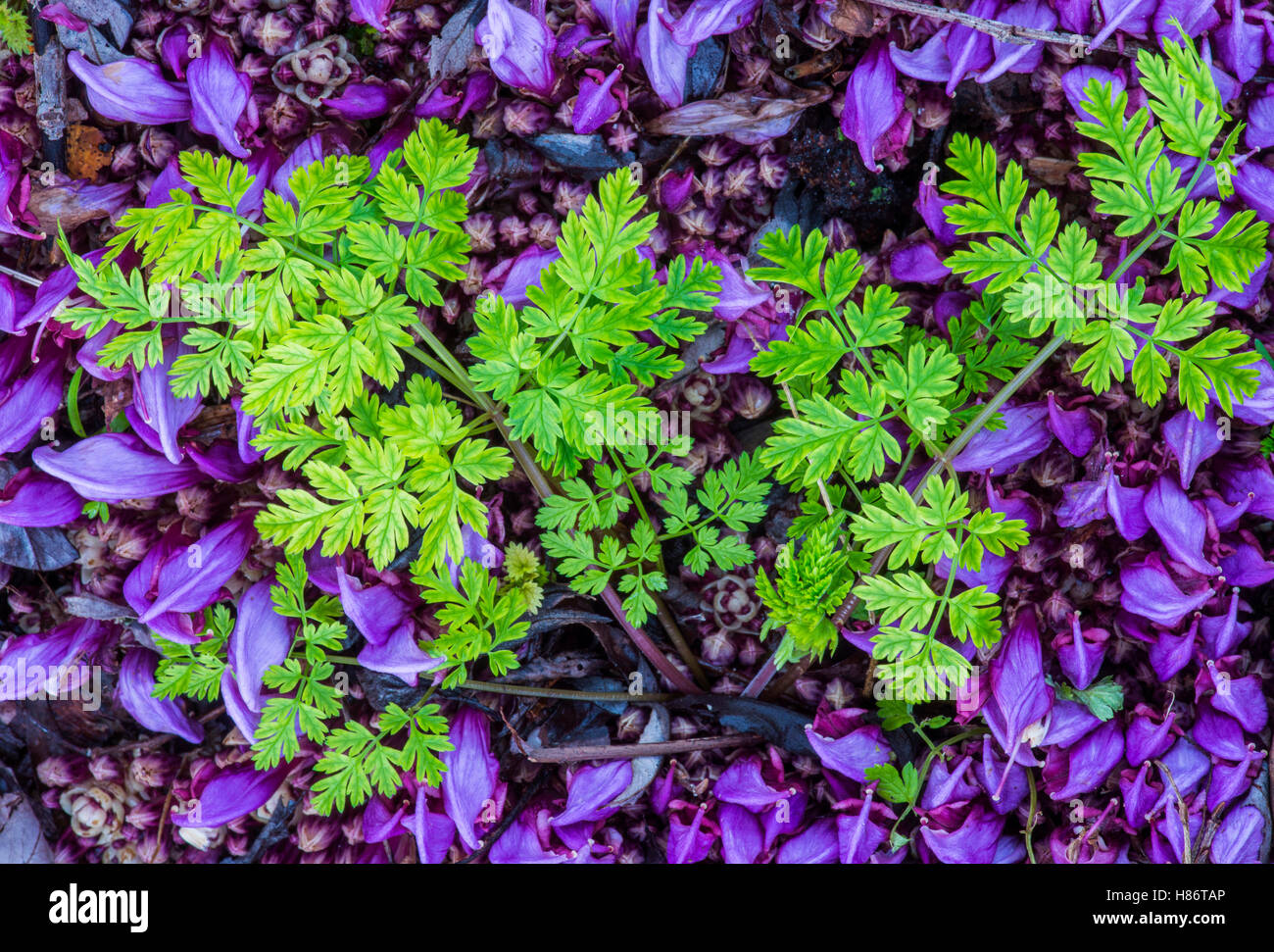 Purple Toothwort (Lathraea clandestina) flowers, Netherlands Stock ...