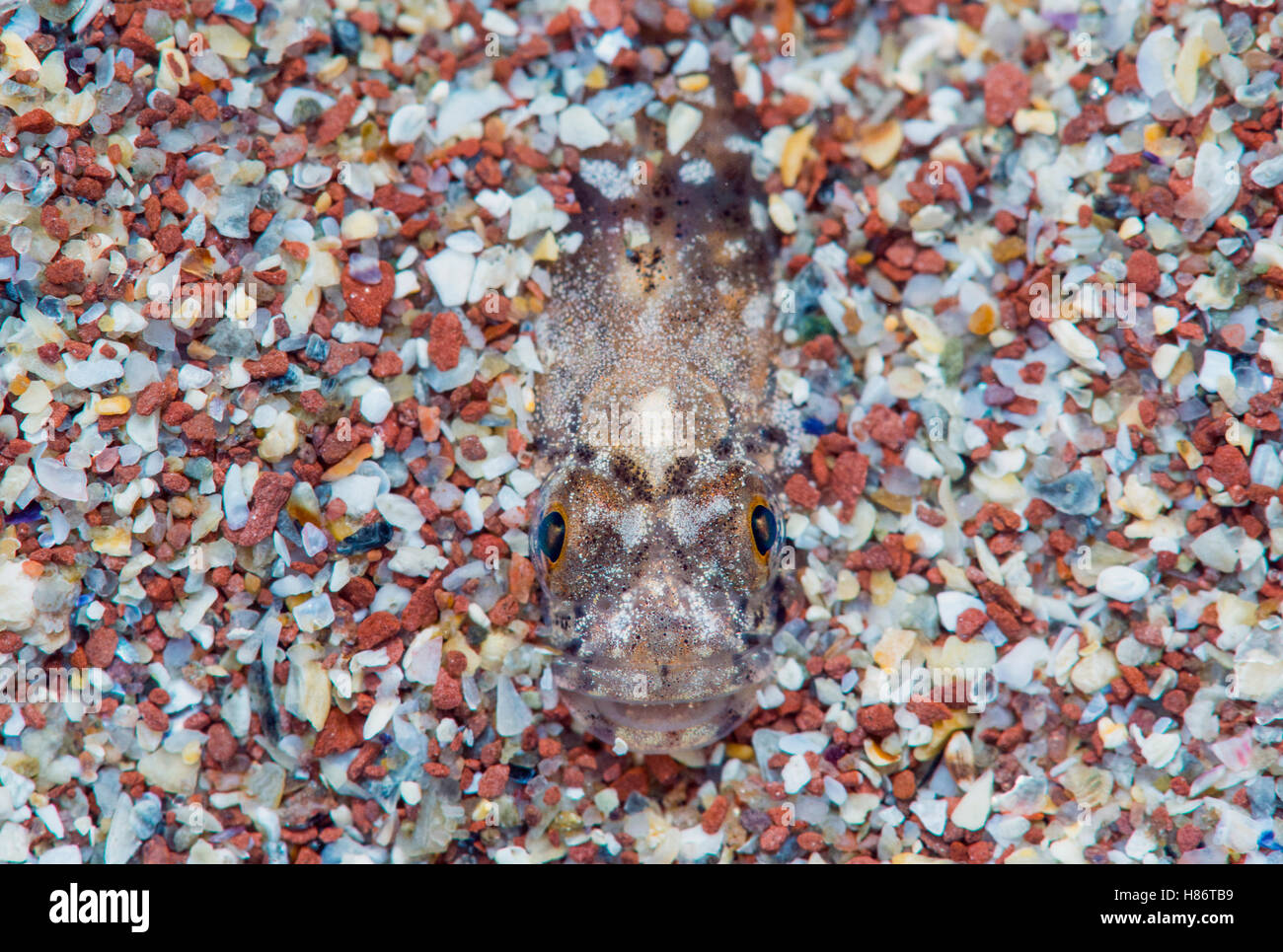 Sand Goby (Pomatoschistus minutus) hiding in sand, Wales, United ...