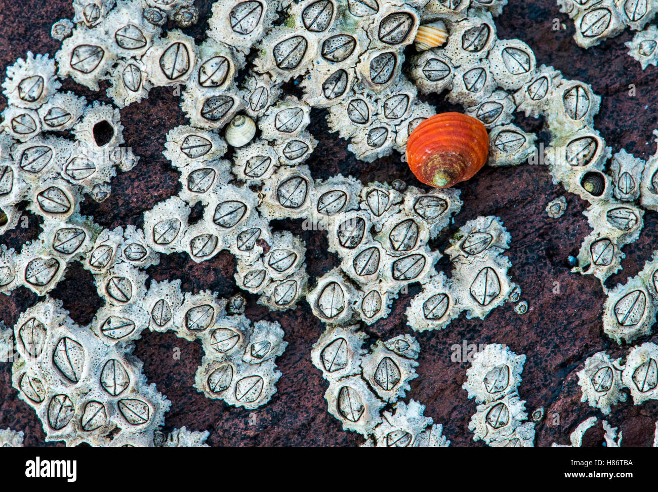 Rough Periwinkle (Littorina saxatilis) and barnacles in upper tidal ...