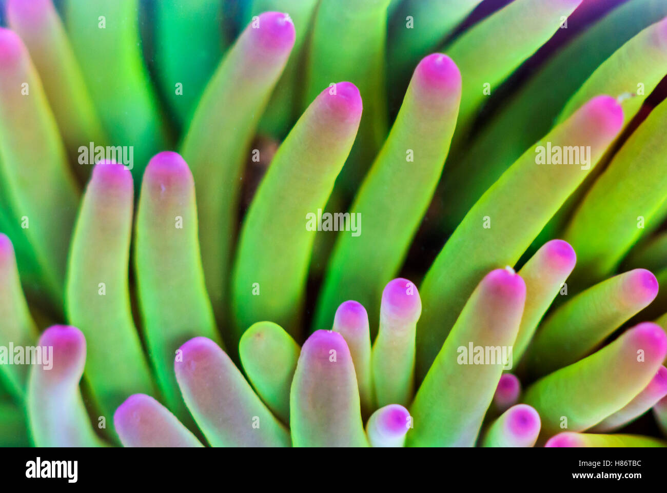 Snakelocks Anemone (Anemonia viridis), Wales, United Kingdom Stock ...