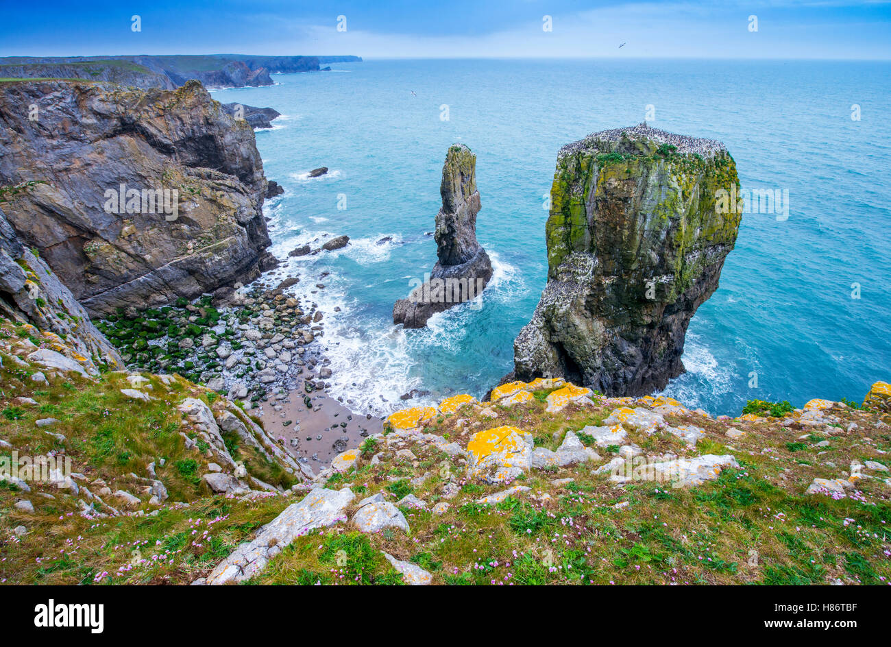 Elegug Stacks, limestome sea stacks along coast, Pembrokeshire Coast ...