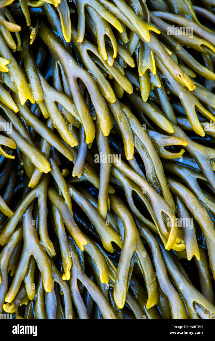 Channelled Wrack (Pelvetia canaliculata), Wales, United Kingdom Stock ...
