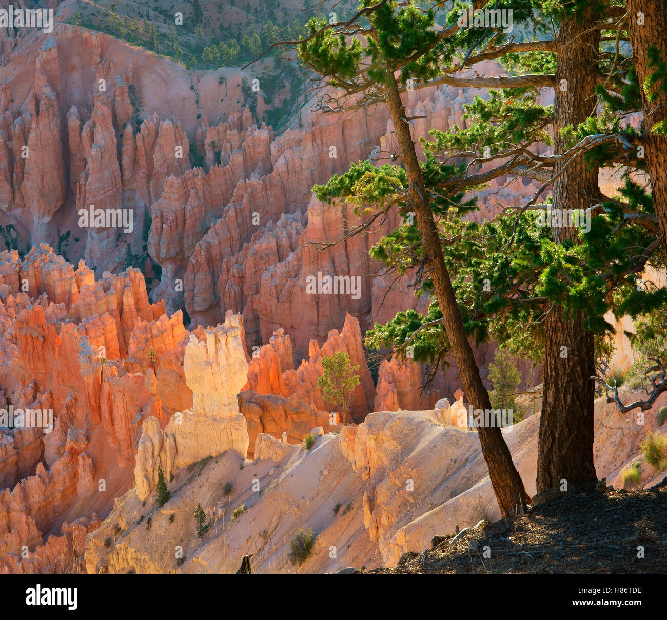 Hoodoos, Bryce Point, Bryce Canyon National Park, Utah Stock Photo - Alamy