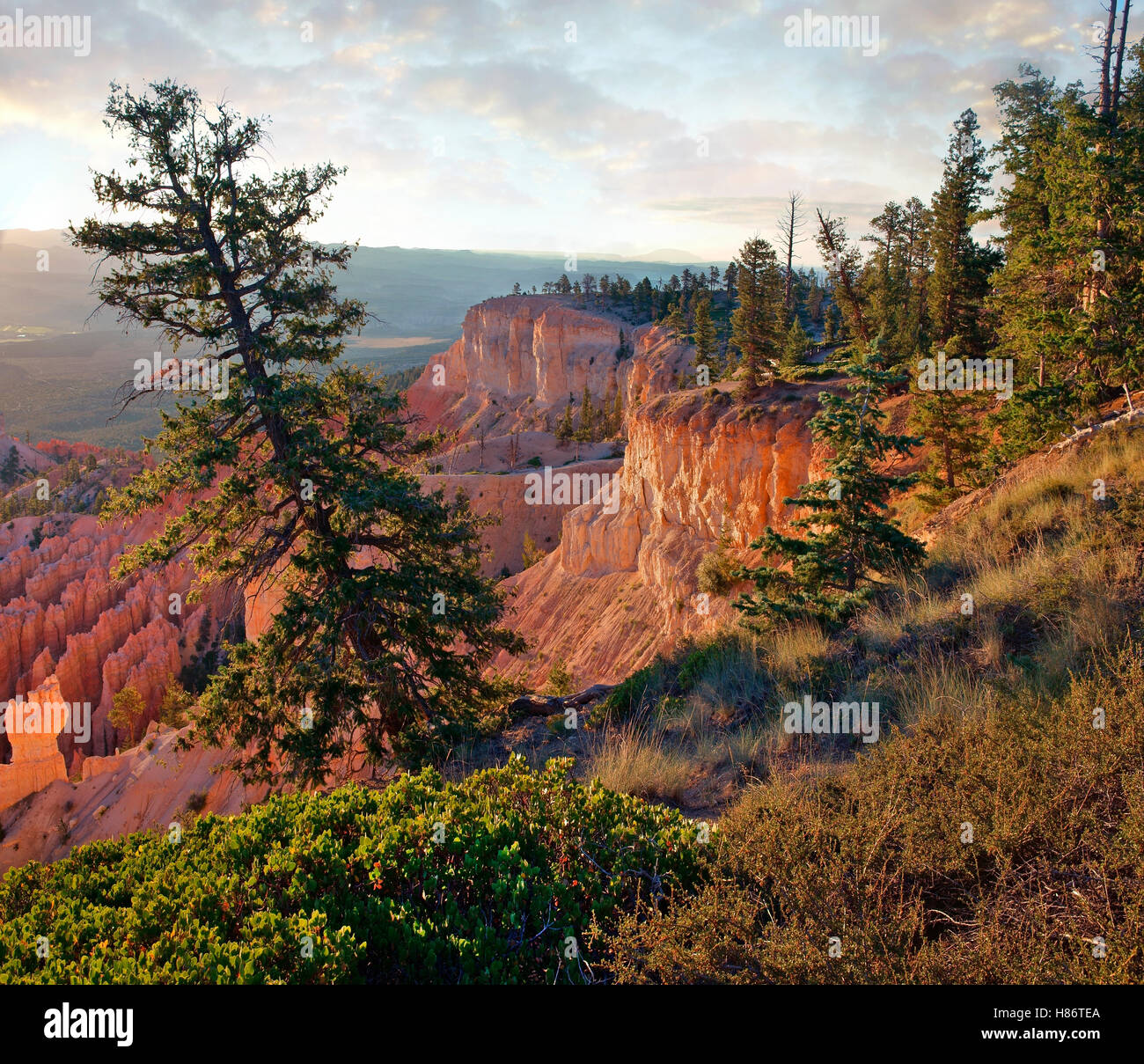 Trees on edge of canyon, Bryce Point, Bryce Canyon National Park, Utah ...