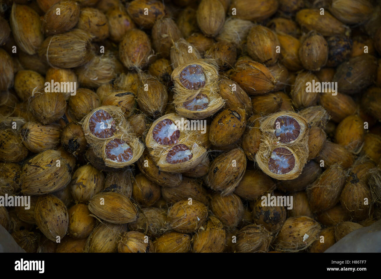 Betelnut Palm (Areca catechu) drupes in market, Meghalaya, India Stock ...