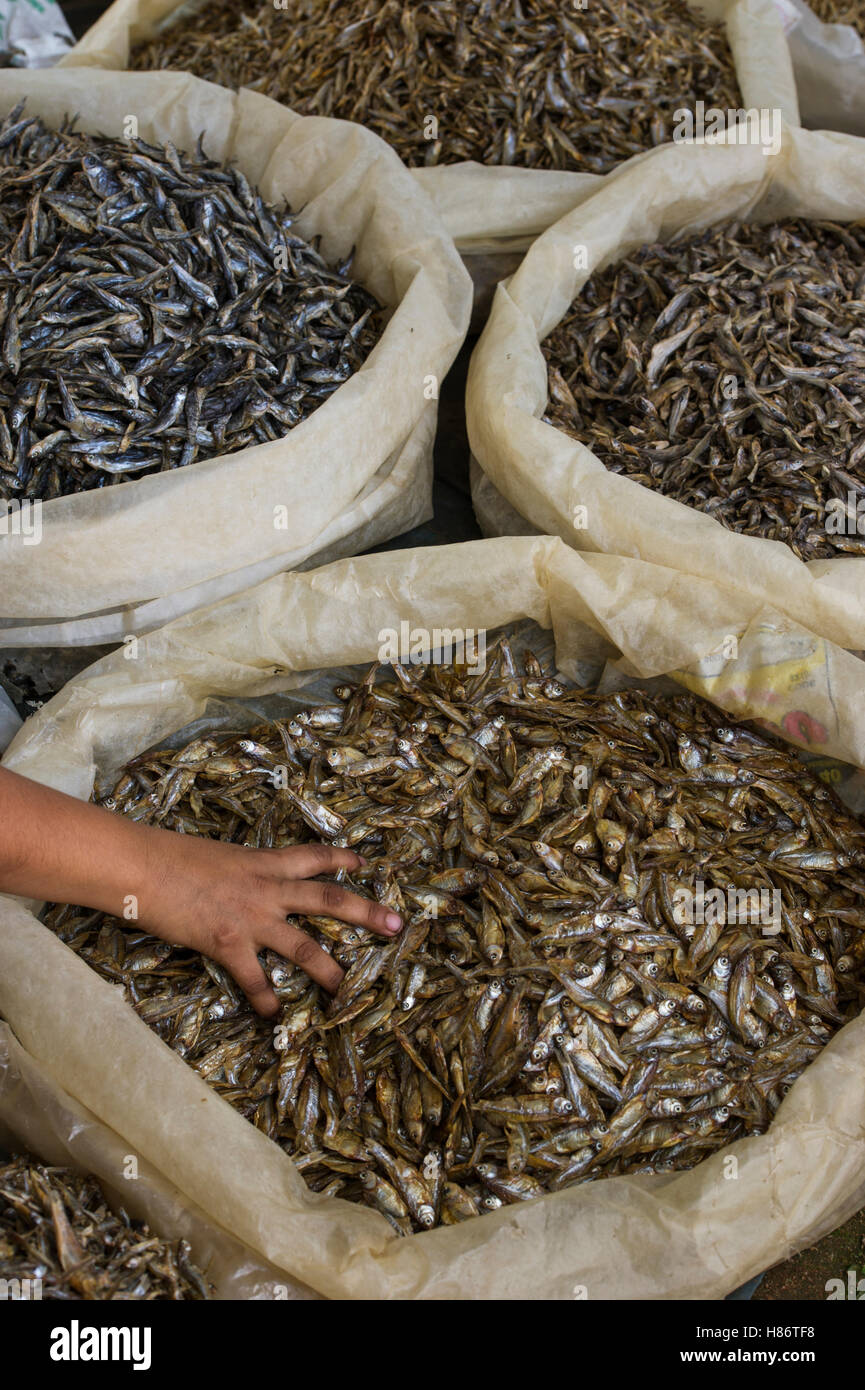 Dried fish in market, Meghalaya, India Stock Photo - Alamy