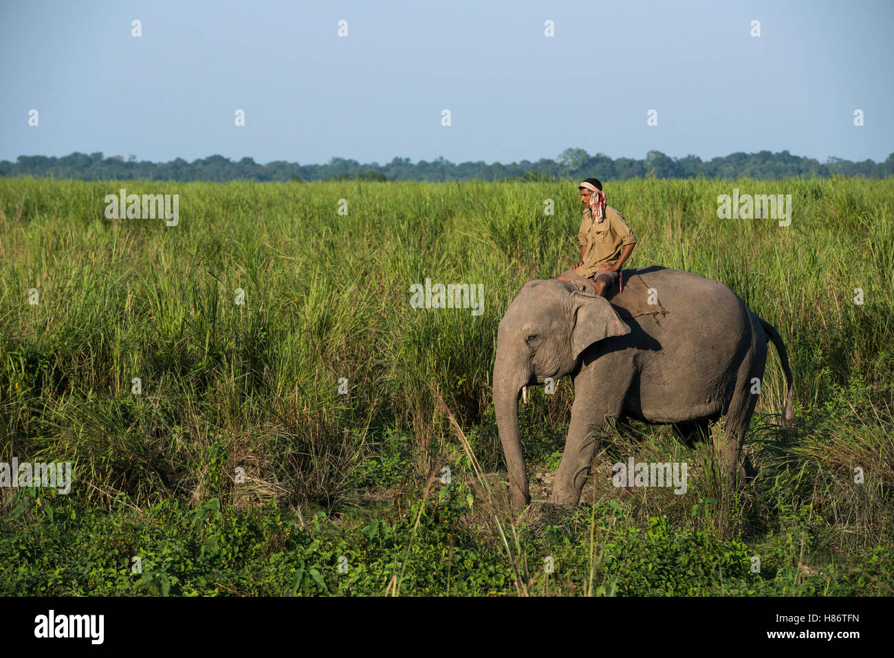 Asian Elephant (Elephas maximus) and mahout, Kaziranga National Park ...