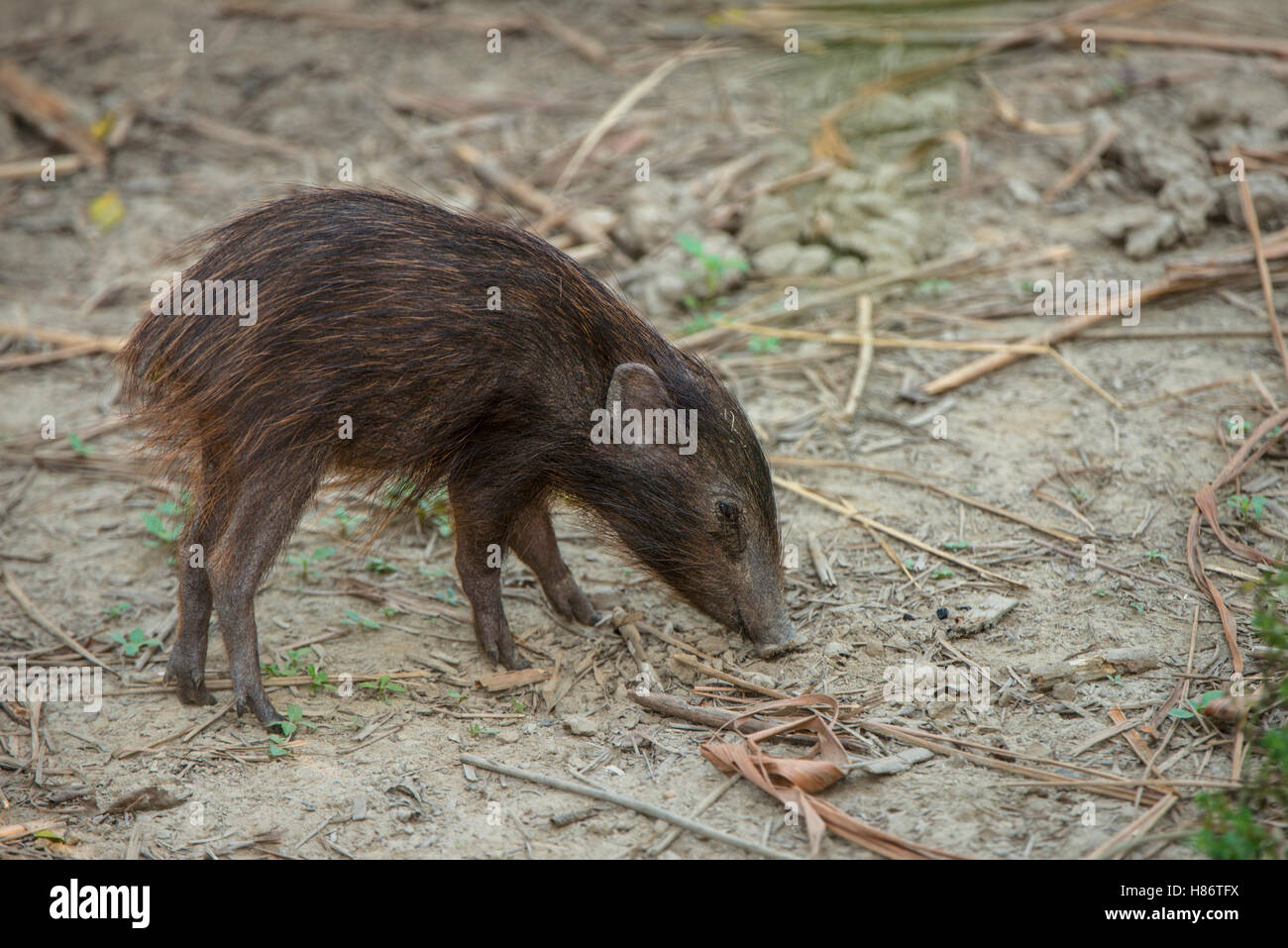 Pygmy Hog (Sus salvanius) sub-adult, Nameri National Park, India Stock ...
