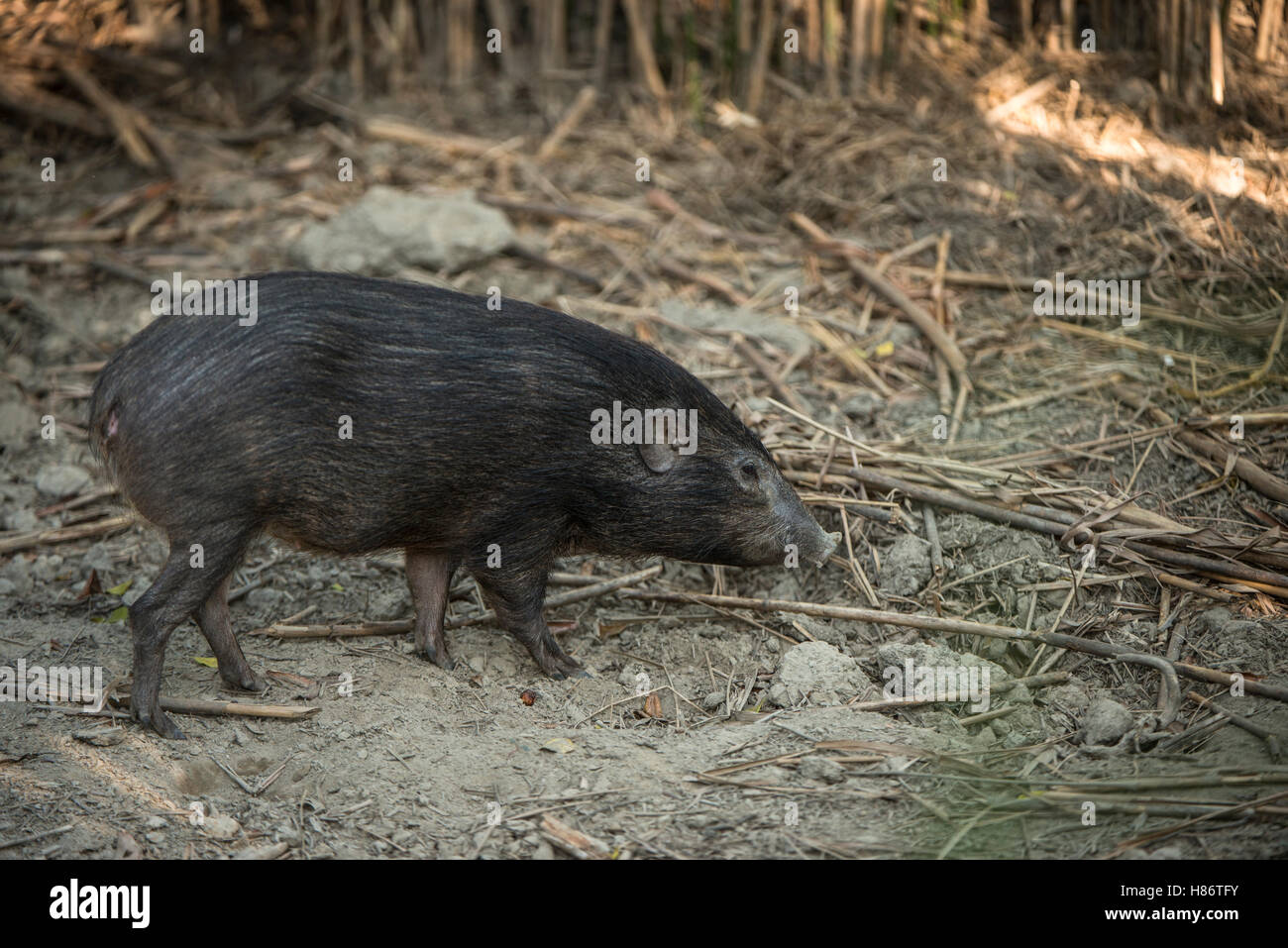 Pygmy Hog (Sus salvanius), Nameri National Park, India Stock Photo - Alamy
