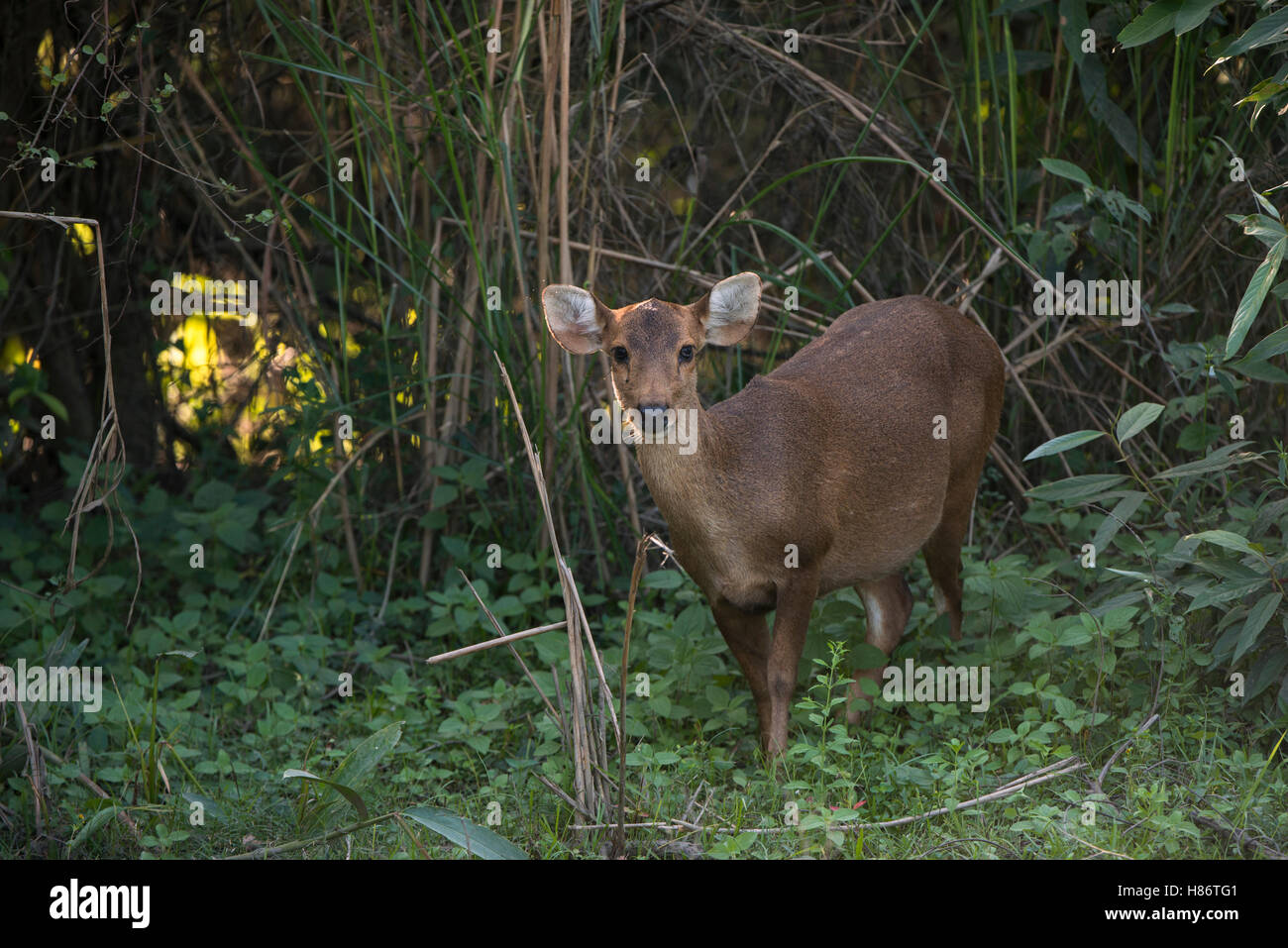 Hog Deer (Axis porcinus) female, Kaziranga National Park, India Stock ...