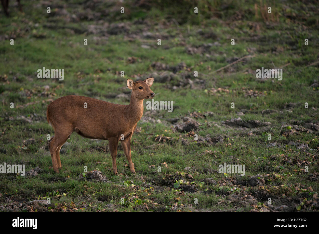 Hog Deer (Axis porcinus) female, Kaziranga National Park, India Stock ...