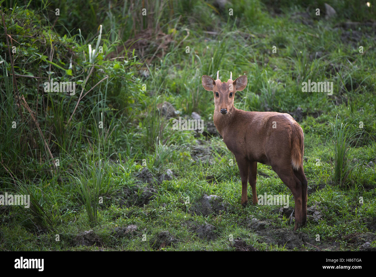 Hog Deer (Axis porcinus) male, Kaziranga National Park, India Stock ...