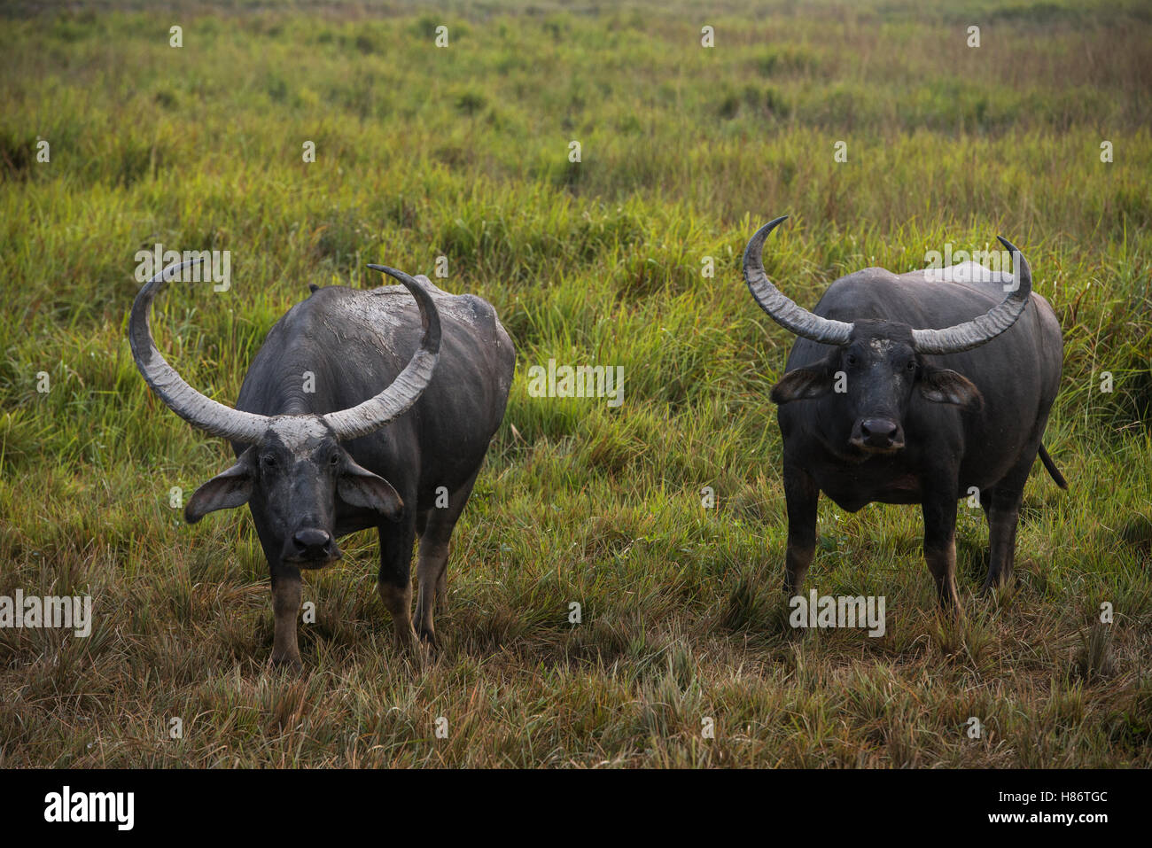 Water Buffalo (Bubalus arnee) pair, Kaziranga National Park, India ...