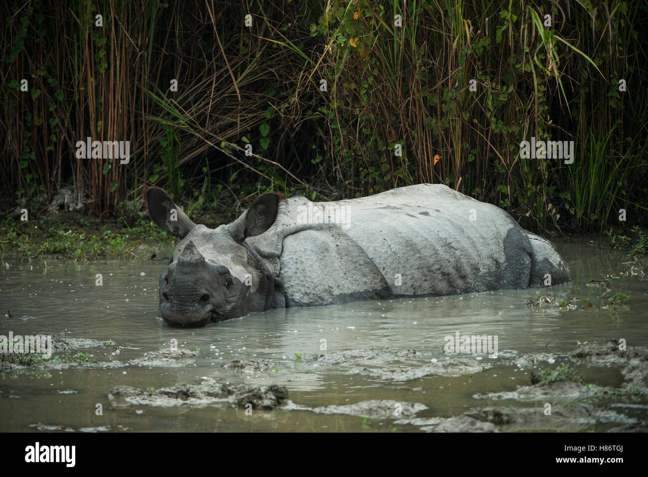 Indian Rhinoceros (Rhinoceros unicornis) wallowing, Kaziranga National ...