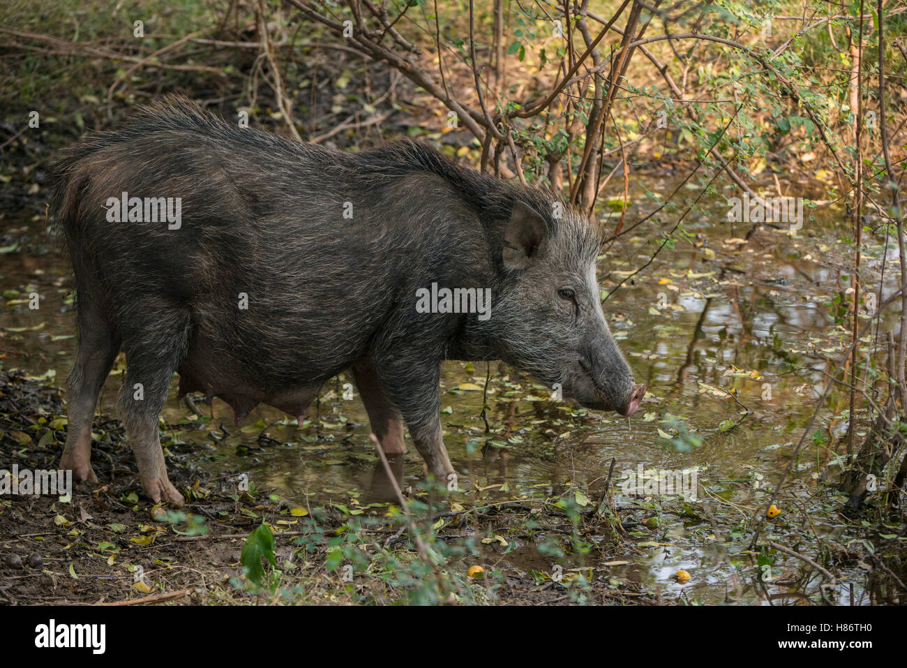 Indian Wild Boar (Sus scrofa cristatus), Bharatpur National Park, India ...