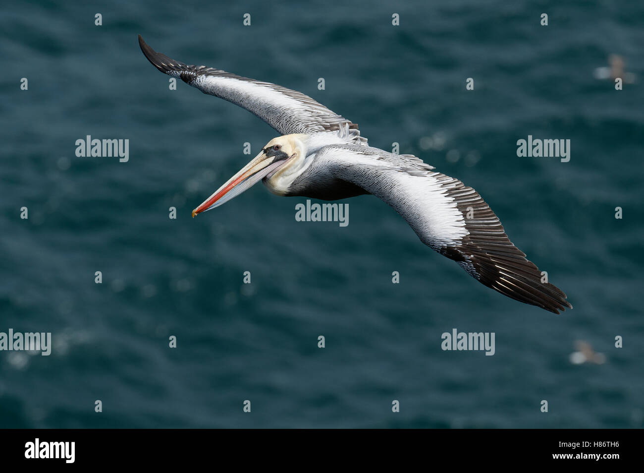 Peruvian Pelican (Pelecanus thagus) flying, Isla Guanape Sur, Peru ...