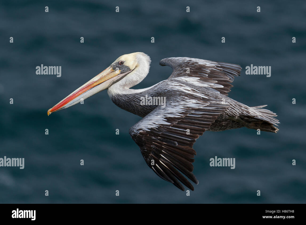 Peruvian Pelican (Pelecanus thagus) flying, Isla Guanape Sur, Peru ...