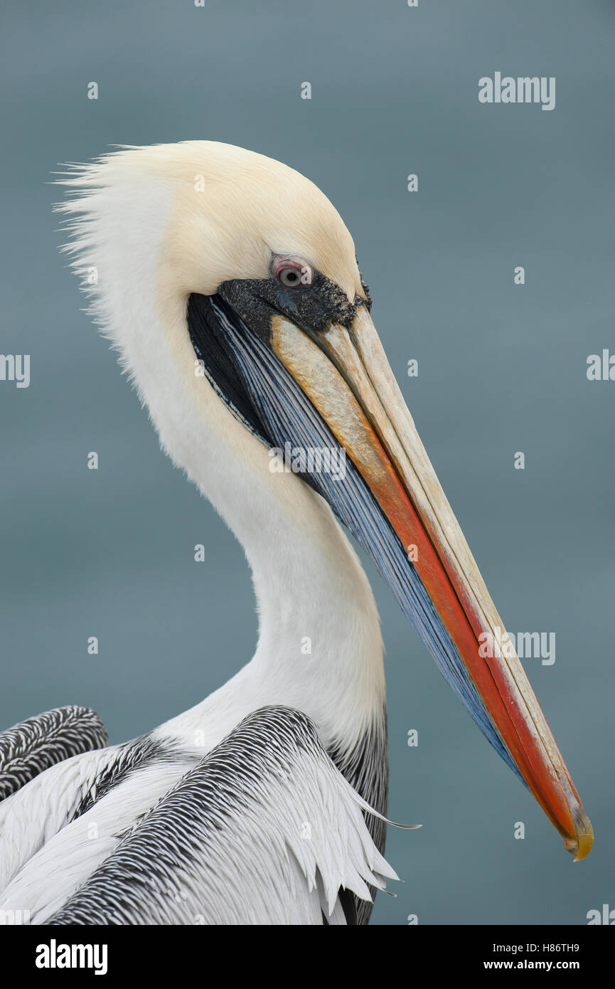Peruvian Pelican (Pelecanus thagus), Isla Guanape Norte, Peru Stock ...