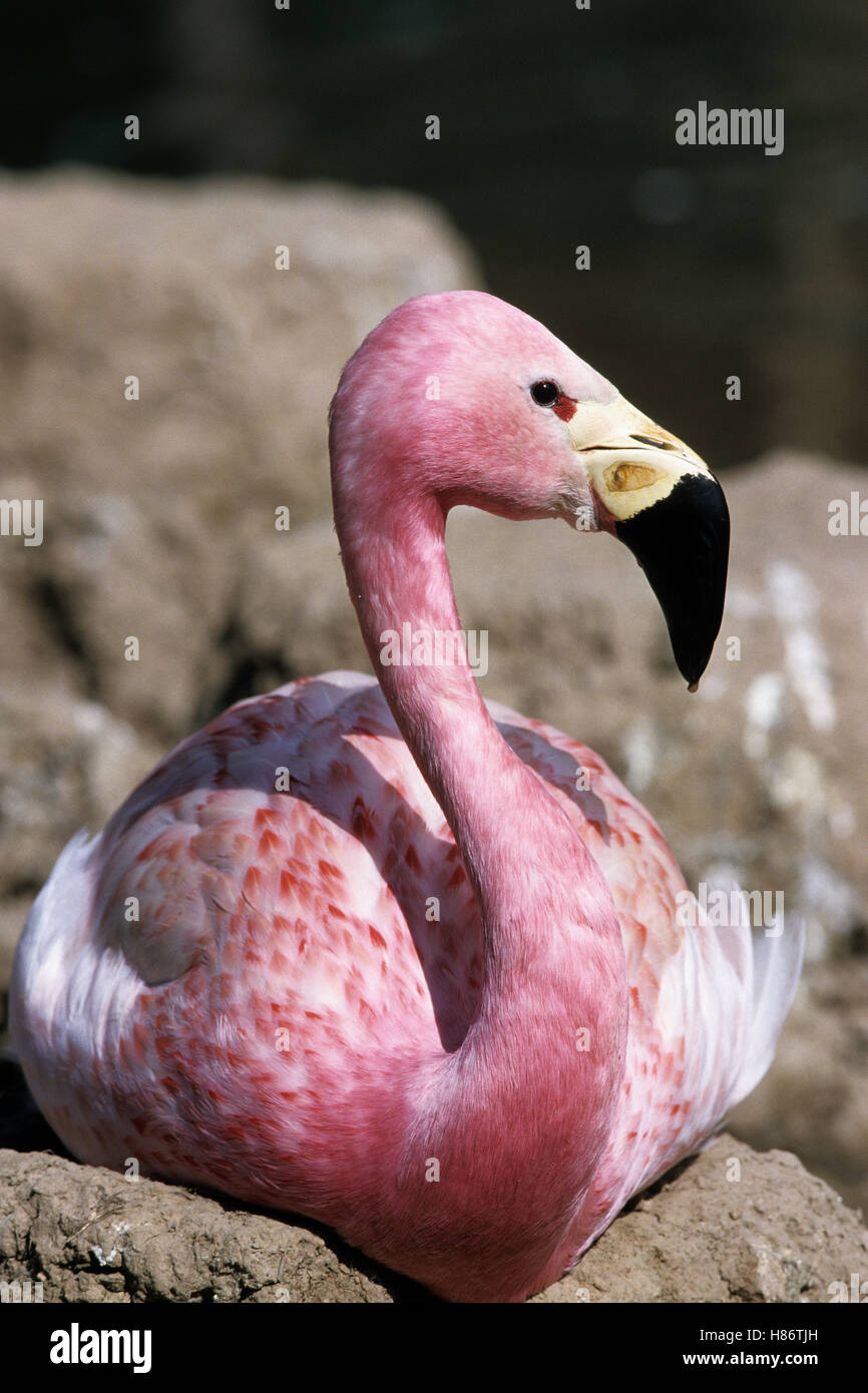 Andean Flamingo (Phoenicopterus andinus) on nest, Chile Stock Photo - Alamy
