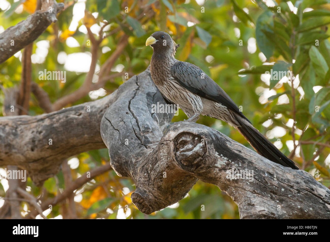 Western Grey Plantain-eater (Crinifer piscator), Fathala Wildlife ...
