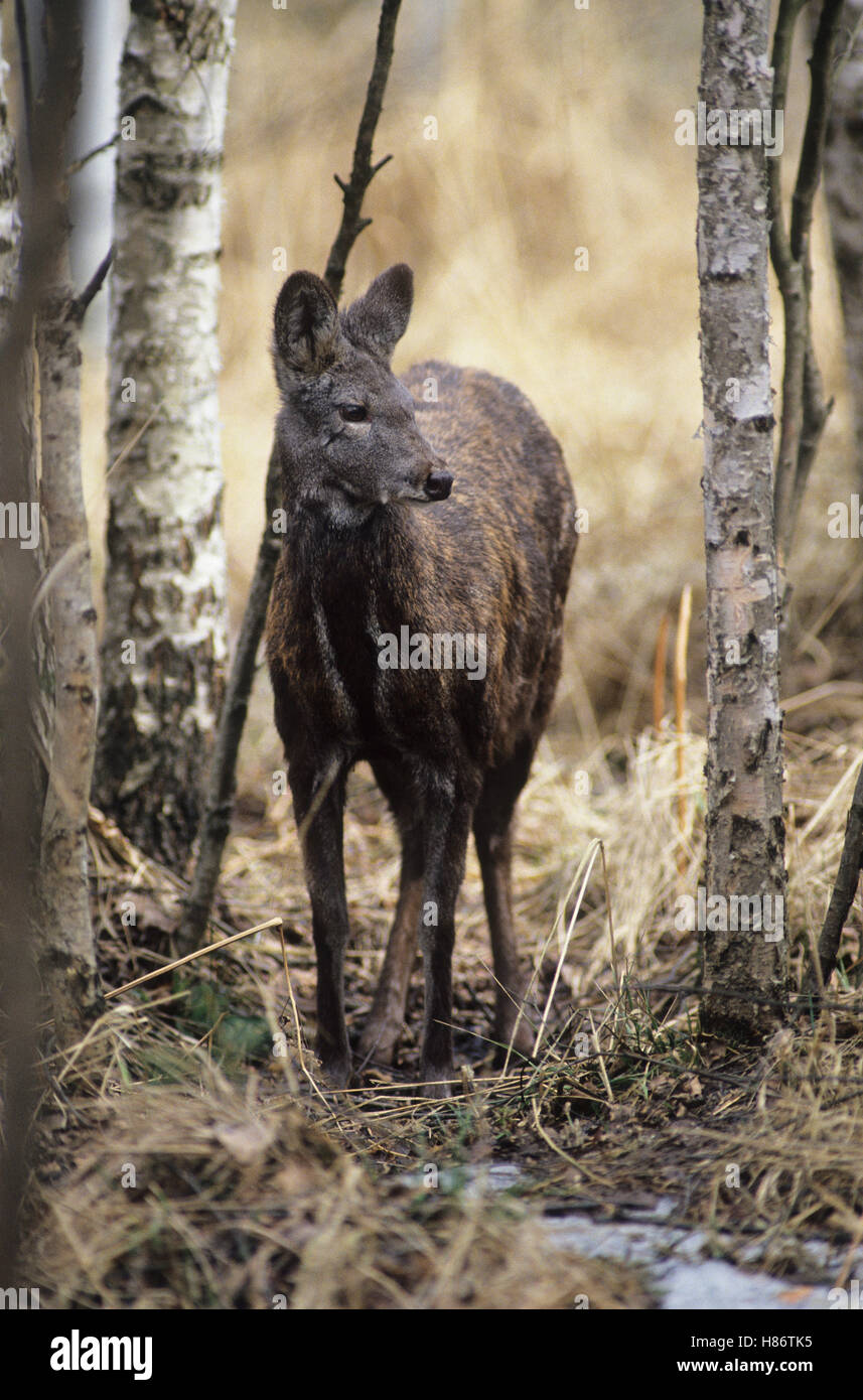 Siberian Musk Deer (Moschus moschiferus), native to Russia Stock Photo ...