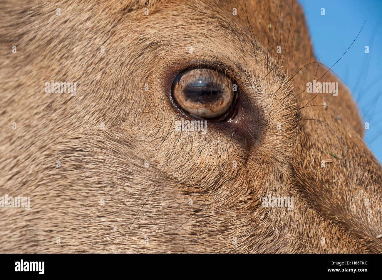 Elk (Cervus elaphus) eye, native to North America and Europe Stock ...