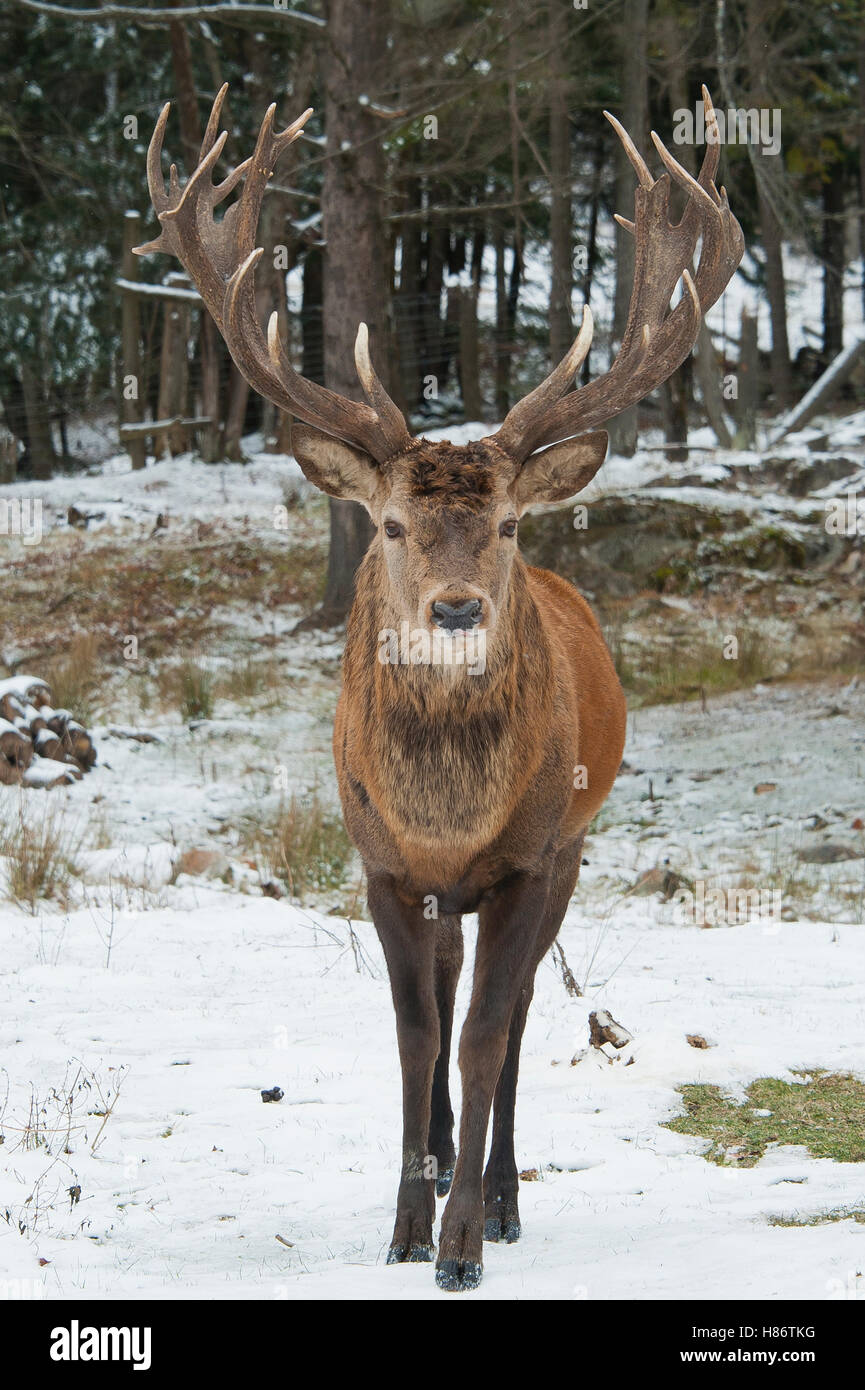 Elk (Cervus elaphus) bull, Omega Park, Montebello, Quebec, Canada Stock ...