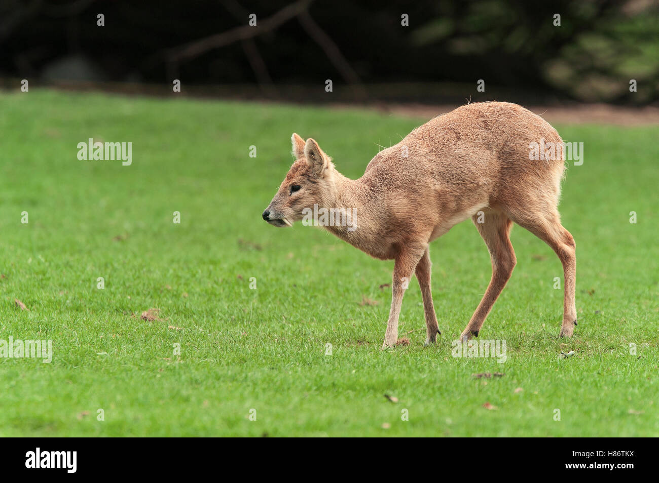 Chinese Water Deer (Hydropotes inermis), native to China Stock Photo ...