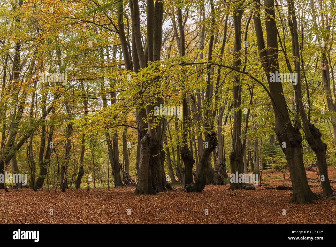 Beech Trees with Foliage Starting to Turn Yellow Stock Photo - Alamy