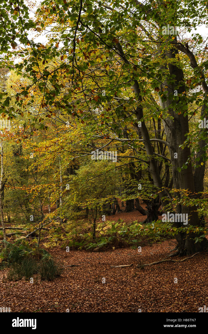 Mixed Vegetation Deep within Woods Stock Photo - Alamy