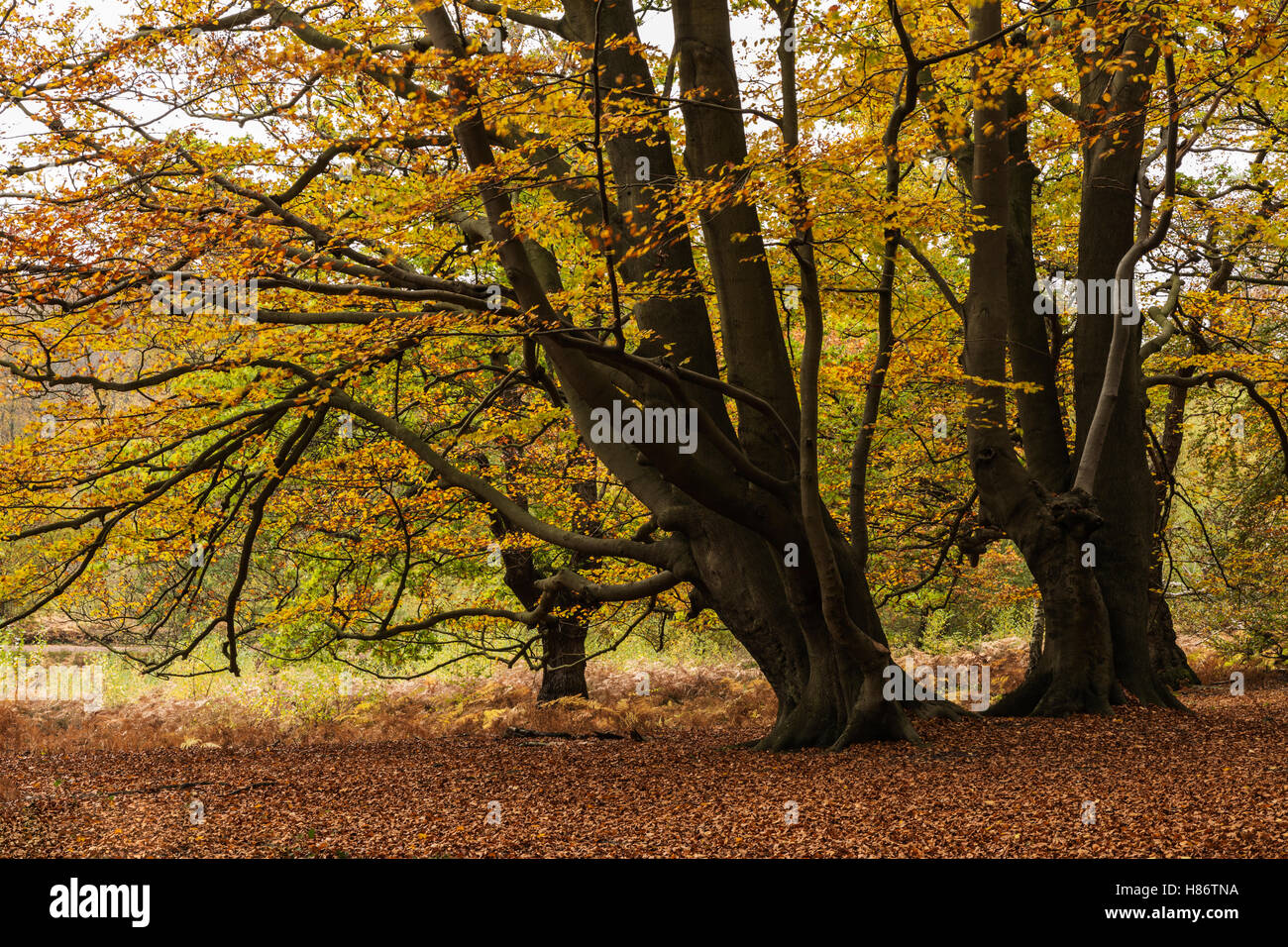 Beech Trees with Woods Stock Photo - Alamy
