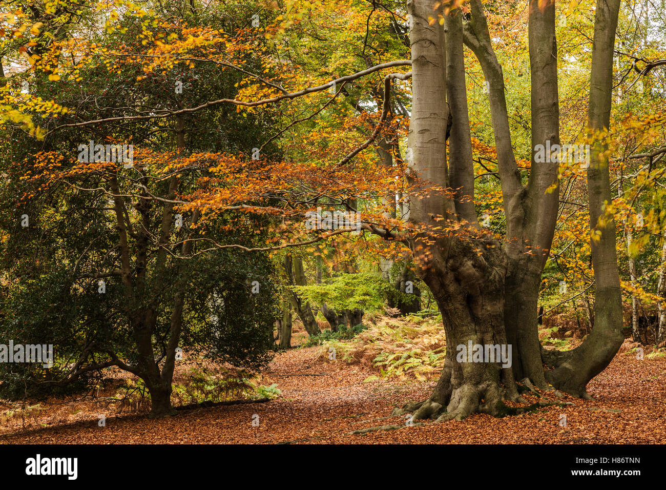 Beech Trees with Woods Stock Photo - Alamy