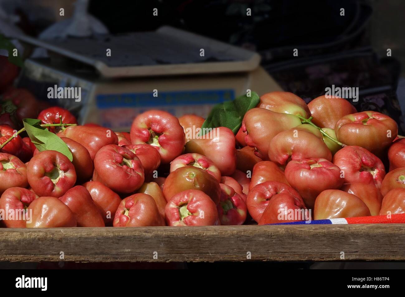 Wax apples or bell fruits (Syzygium samarangense) are a popular fruit ...
