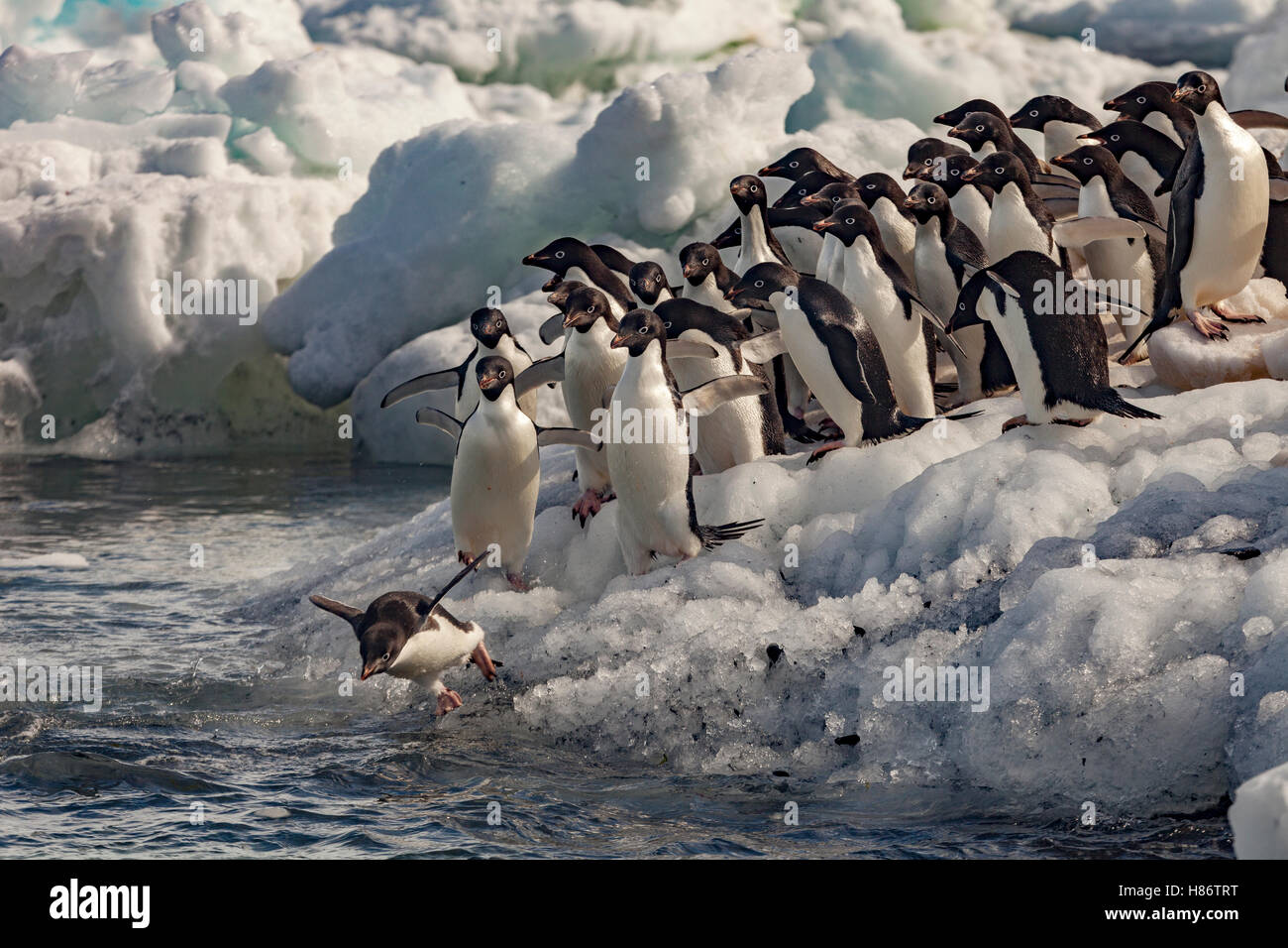 Adelie Penguin (Pygoscelis adeliae) group entering water, Possession ...