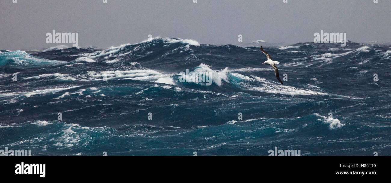 Southern Royal Albatross (Diomedea epomophora) flying over stormy sea ...