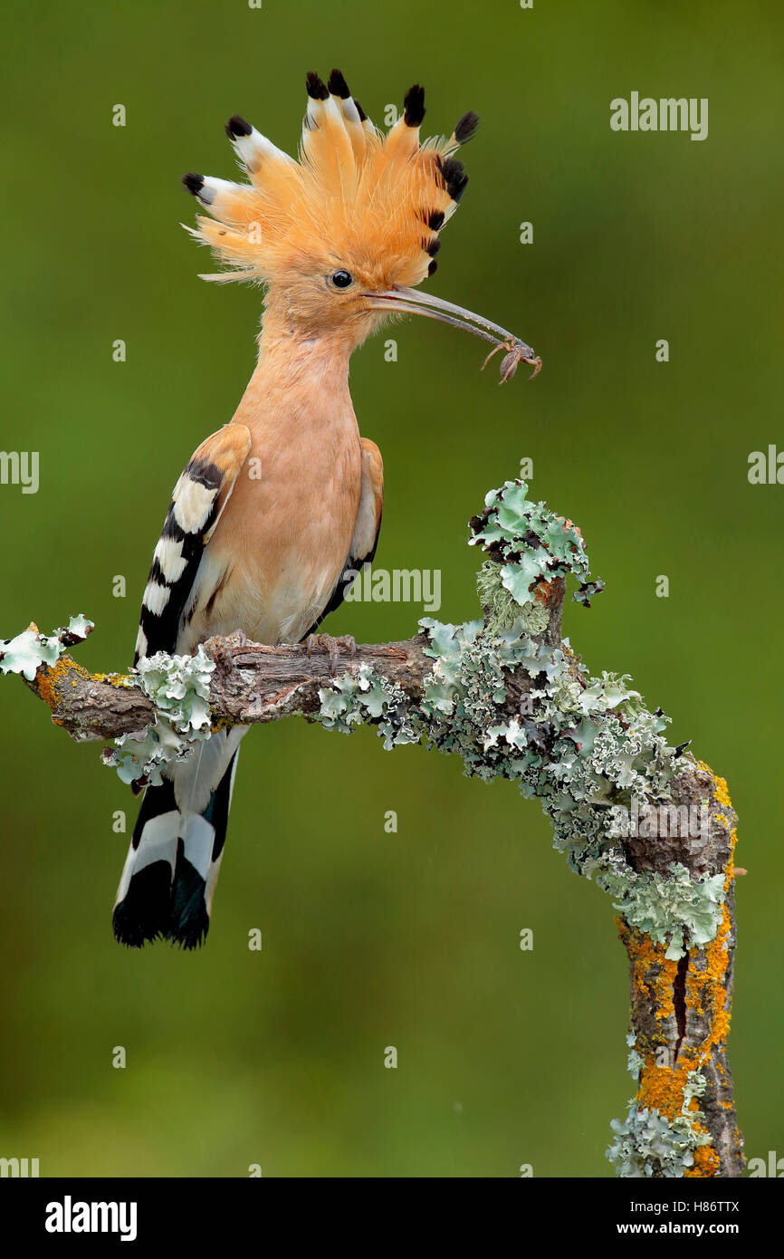 Eurasian Hoopoe (Upupa epops) female with spider prey, Cadiz, Spain ...