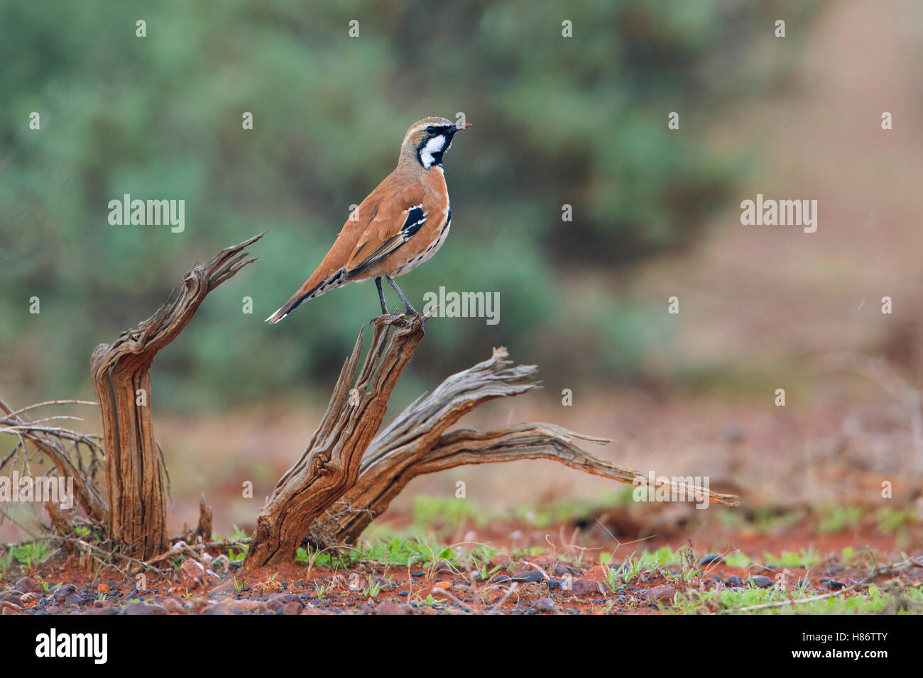 Cinnamon Quail-thrush (Cinclosoma cinnamomeum) male, South Australia ...