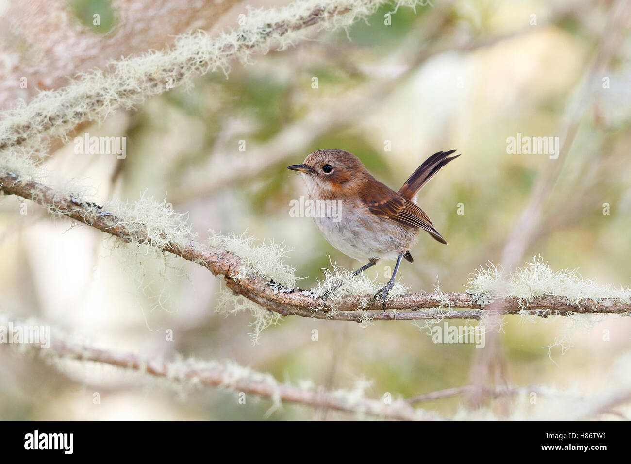 Elepaio (Chasiempis sandwichensis) juvenile, Hawaii Stock Photo - Alamy