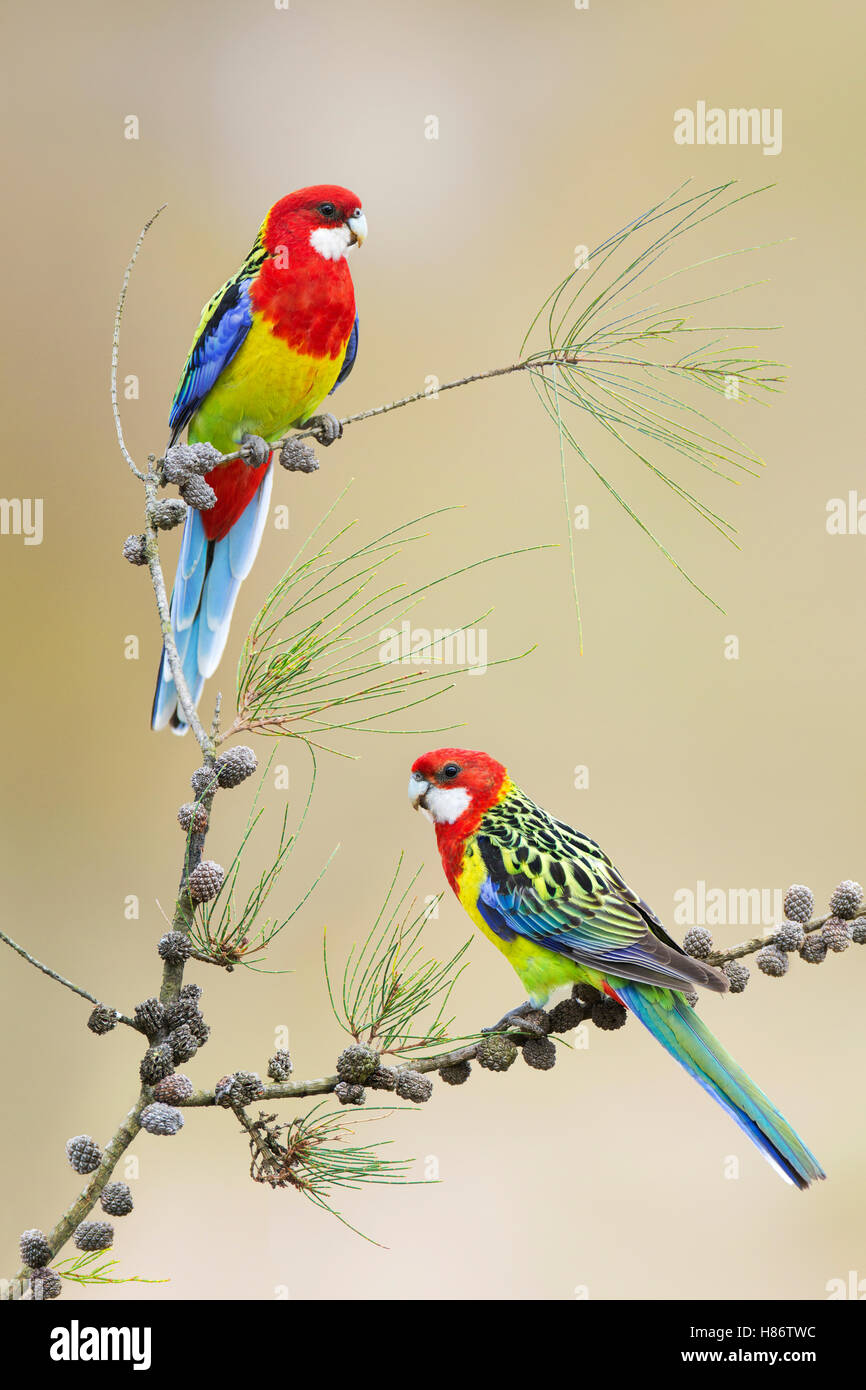 Eastern Rosella (Platycercus eximius) pair, Victoria, Australia Stock ...