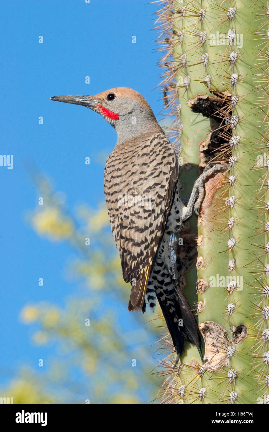 Gilded Flicker (Colaptes chrysoides) male at nest cavity in cactus ...