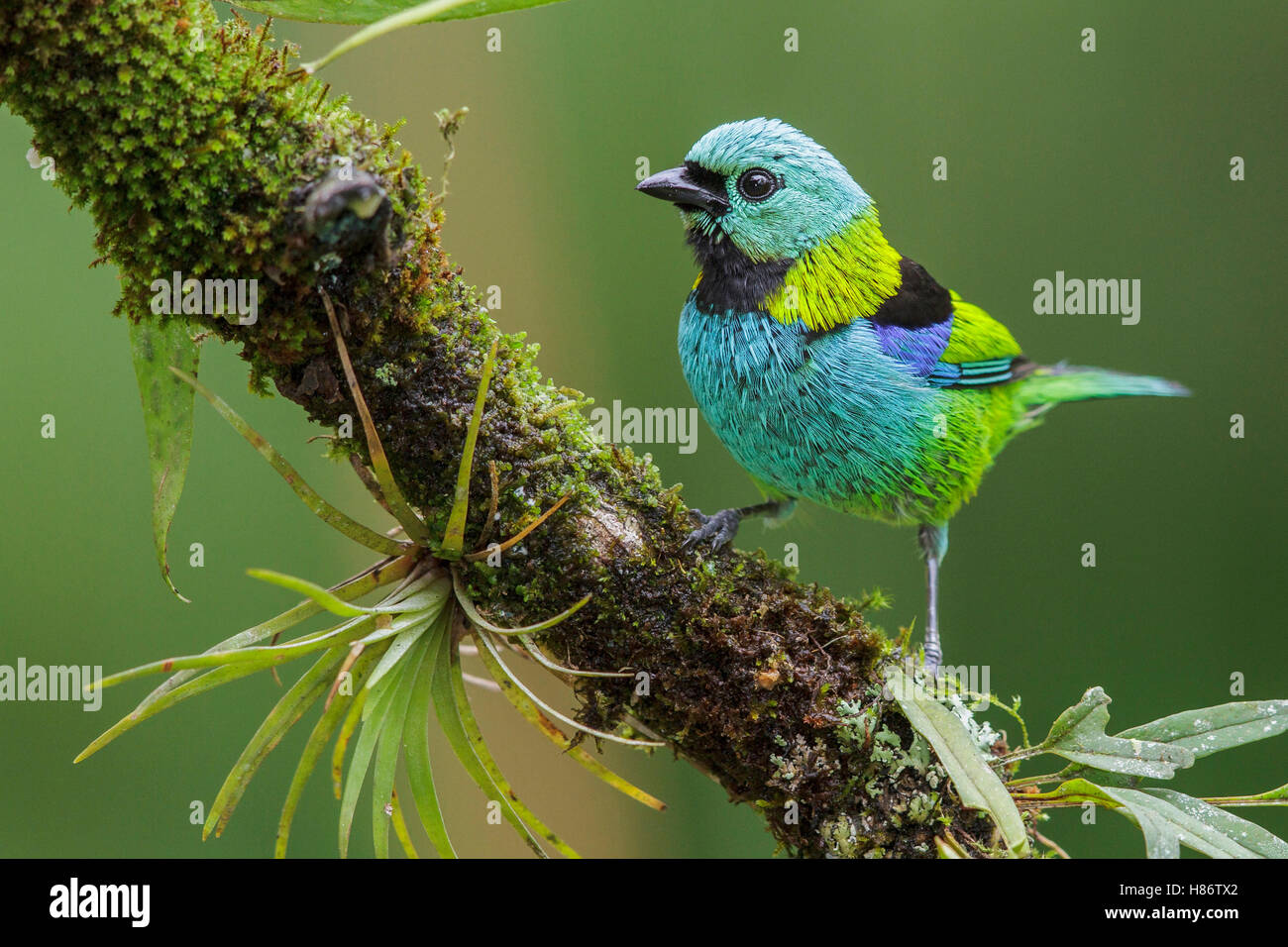 Green-headed Tanager (Tangara seledon), Atlantic Rainforest, Brazil ...