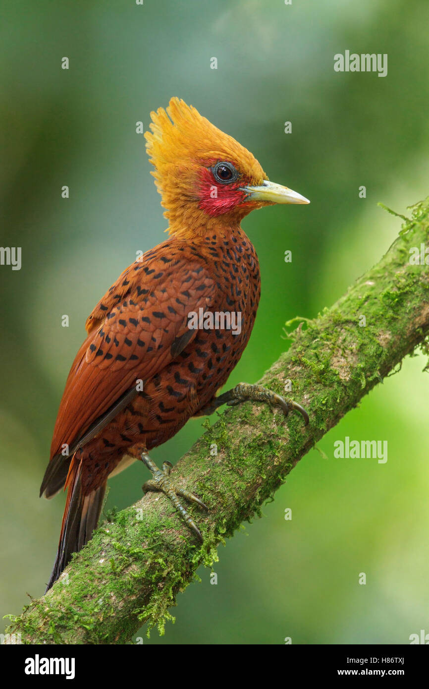 Chestnut-colored Woodpecker (Celeus castaneus) male, Costa Rica Stock ...