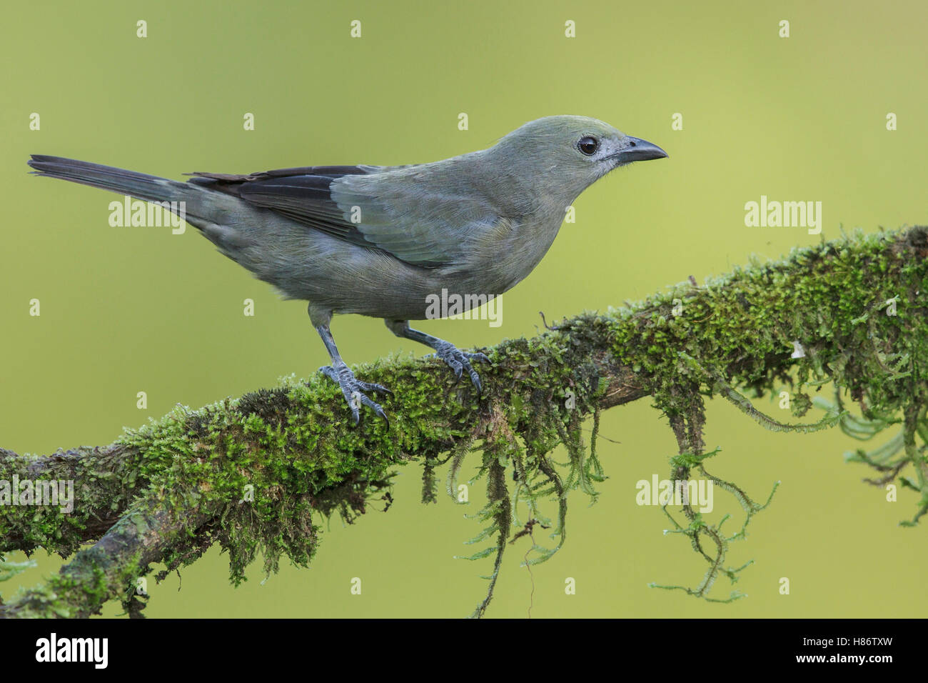 Palm Tanager (Thraupis palmarum), Costa Rica Stock Photo - Alamy